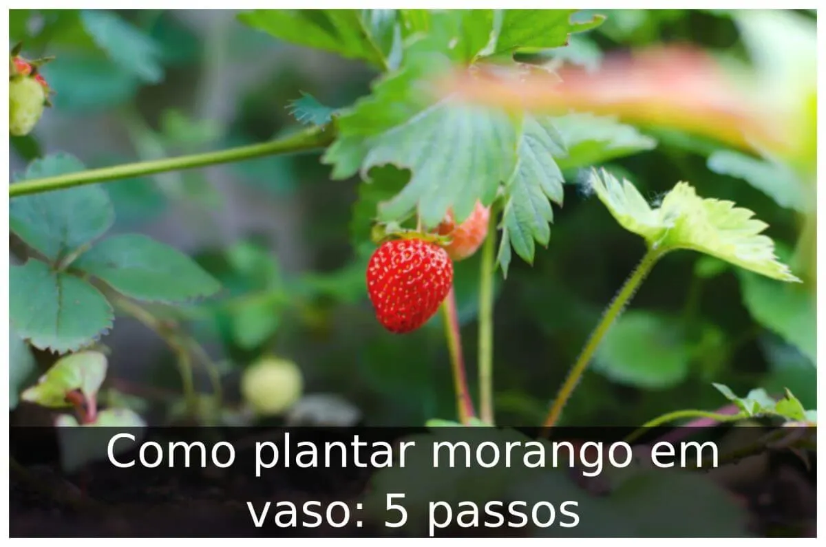 Como plantar morango em vaso: 5 passos - Portal Útil