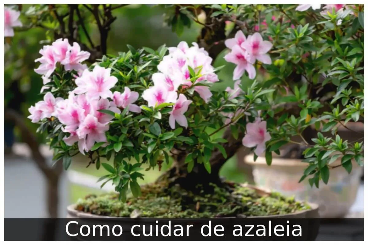 Como cuidar de azaleia - Portal Útil