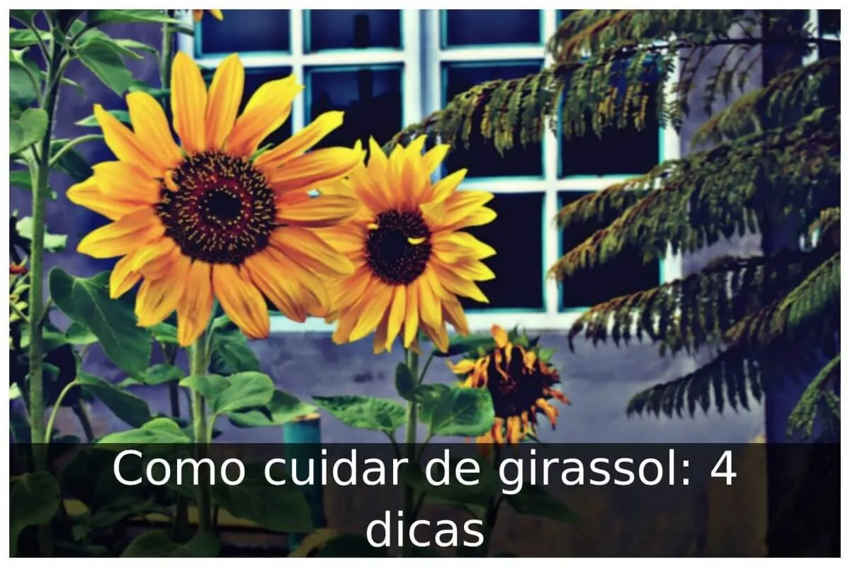 Como cuidar de girassol: 4 dicas - Portal Útil