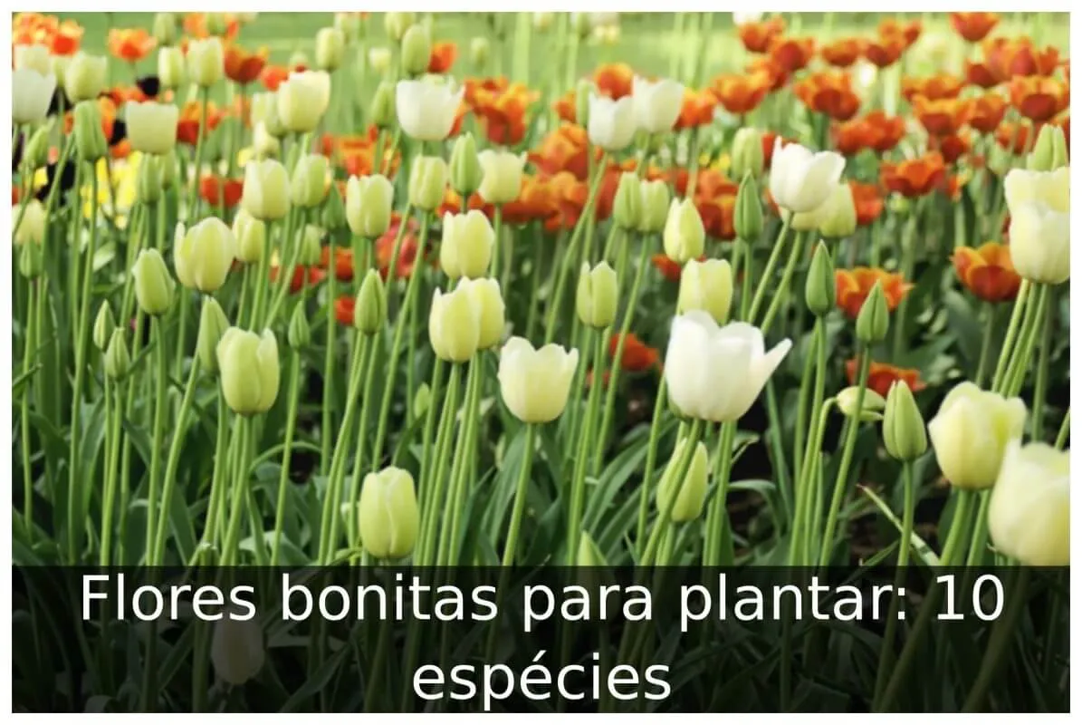 Flores bonitas para plantar: 10 espécies - Portal Útil
