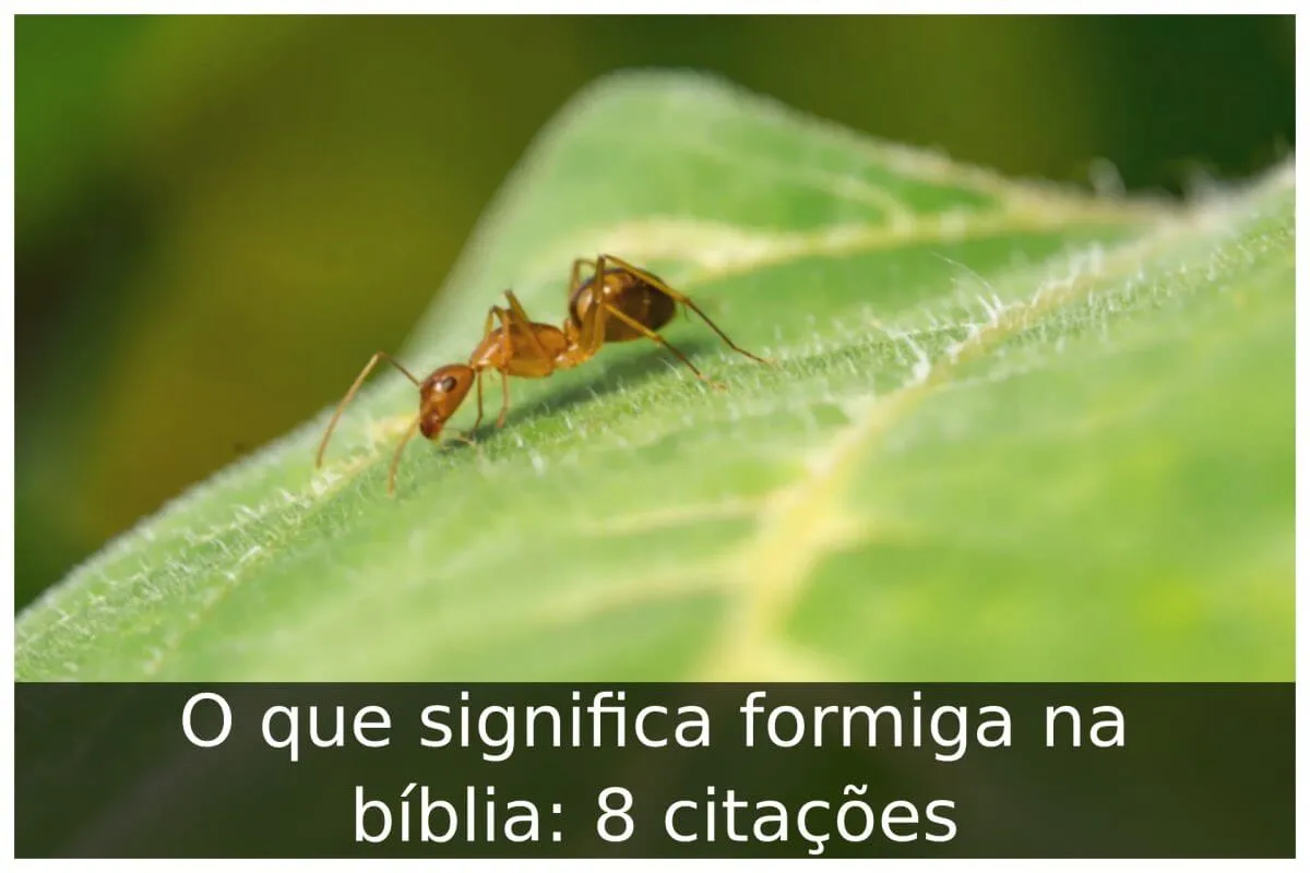 O que significa formiga na bíblia: 8 citações - Portal Útil