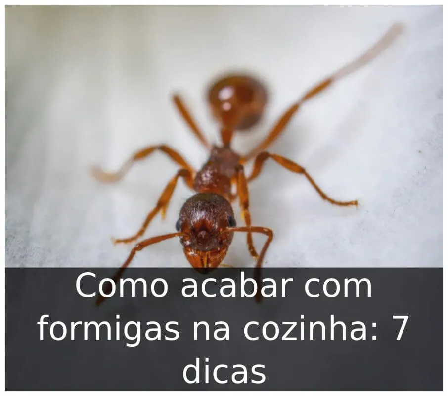 Como acabar com formigas na cozinha: 7 dicas - Portal Útil